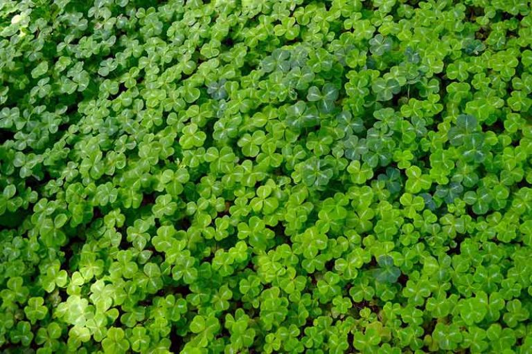 15 of the Best Ground Cover Plants for Shade - Home Cadet
