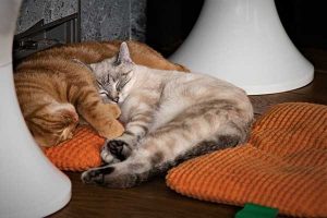 13 of the Best Small Pets For Cuddling (With Pictures) - Home Cadet