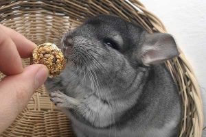 13 of the Best Small Pets For Cuddling (With Pictures) - Home Cadet