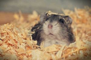 13 of the Best Small Pets For Cuddling (With Pictures) - Home Cadet