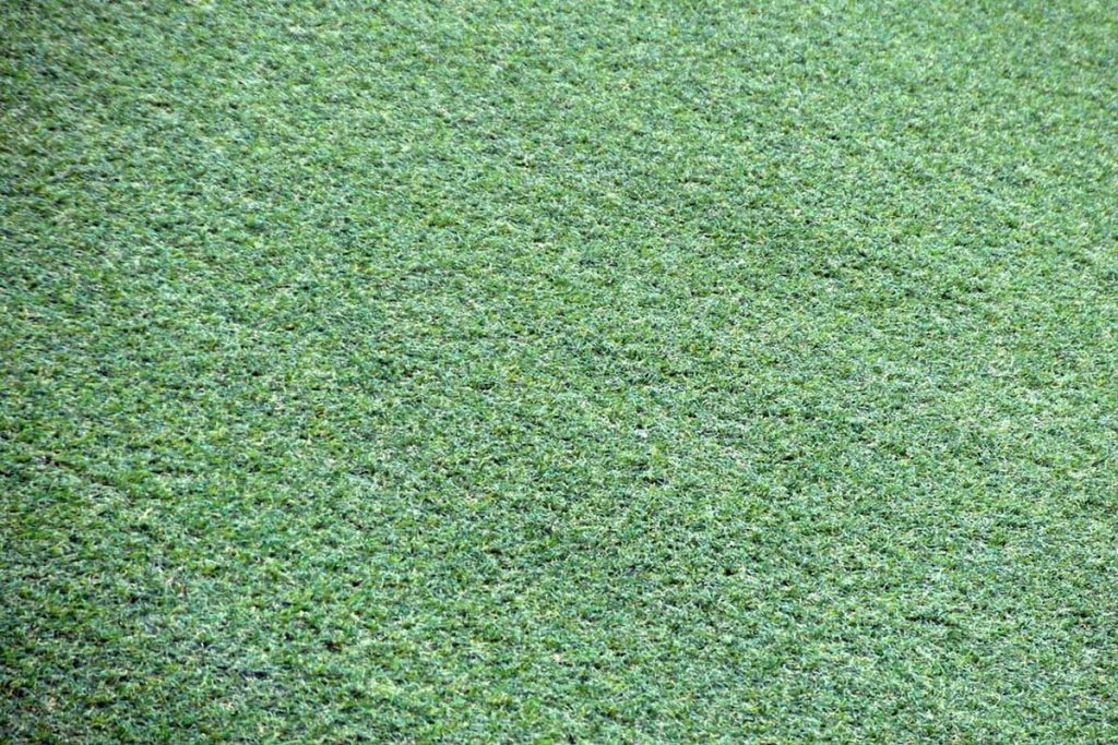 Ground Cover Alternatives to Grass (10 Ideas!) - Home Cadet