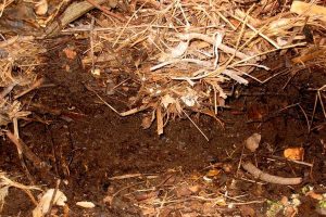 How to Make a Compost Pile in Your Backyard - Home Cadet