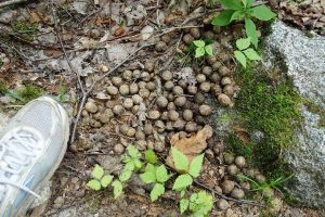 What to Feed Deer in Your Backyard (9 Ideas) - Home Cadet