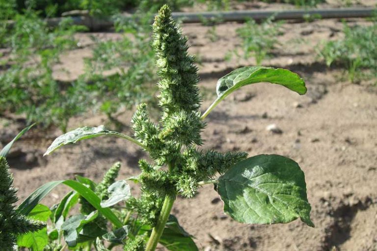 15 Common Types of Weeds in Pennsylvania - Home Cadet