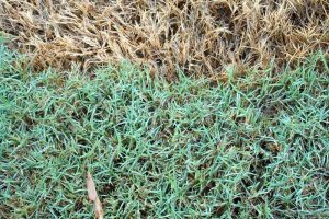 What is Overseeding Your Lawn? (Explained) - Home Cadet
