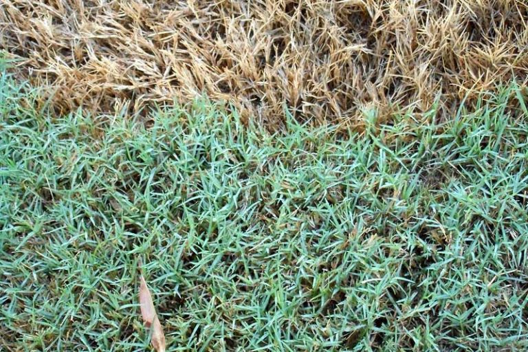 What is Overseeding Your Lawn? (Explained) - Home Cadet