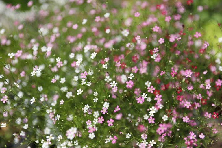16 Common Types of Weeds in Ohio (With Pictures) - Home Cadet
