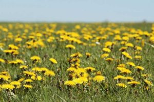 15 Common Types of Weeds in Pennsylvania - Home Cadet
