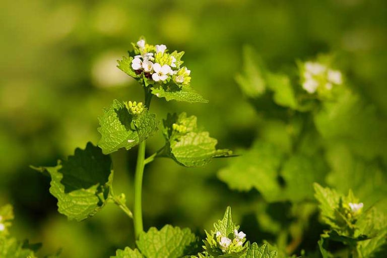 16 Common Types of Weeds in Oregon - Home Cadet
