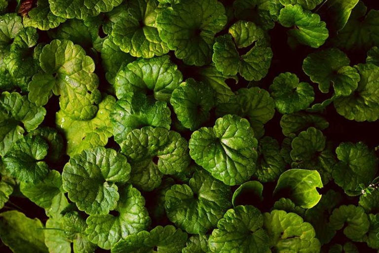 15 Common Types of Weeds in Pennsylvania - Home Cadet