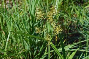 20 Types in Weeds of North Carolina (Pictures) - Home Cadet