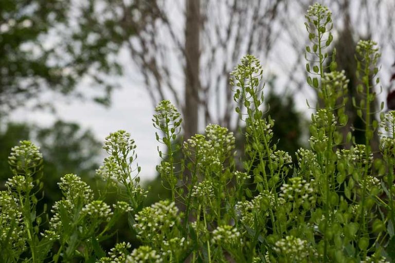 15 Common Types of Weeds in Pennsylvania - Home Cadet