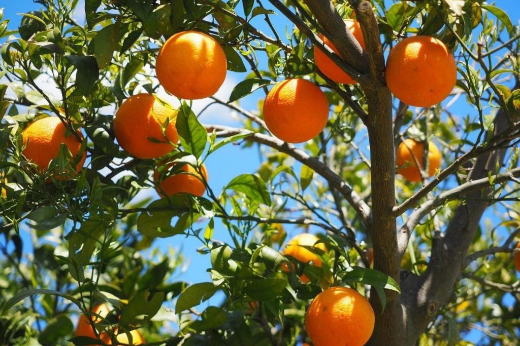 Can You Pick Your Neighbor s Overhanging Fruit Home Cadet Can You Pick Your Neighbor s Overhanging Fruit Home Cadet