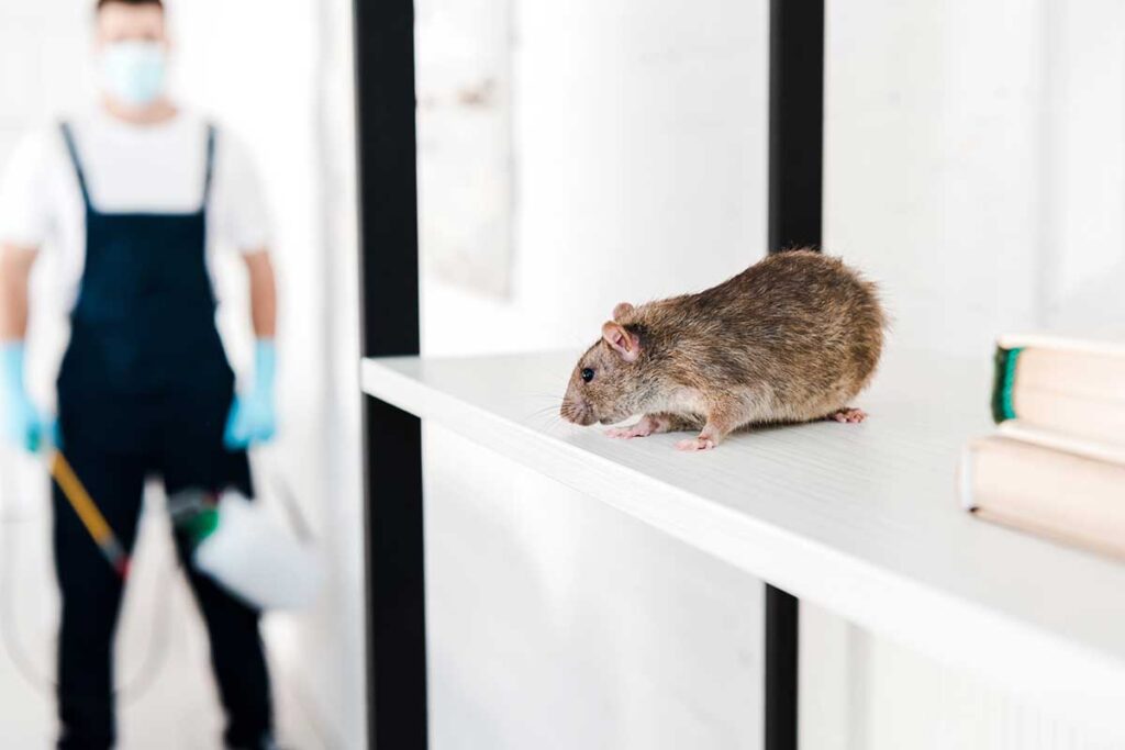 How to Get Rid of Dead Mouse Smell When You Can't Find It
