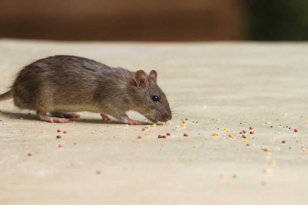 How to Get Rid of Dead Mouse Smell When You Can't Find It