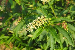20 Types of Common Weeds in Michigan - Home Cadet