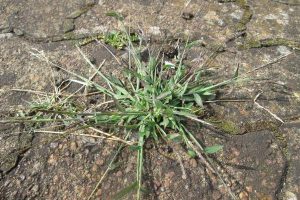 20 Different Types of Weeds Found in Florida - Home Cadet