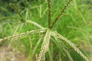20 Types in Weeds of North Carolina (Pictures) - Home Cadet