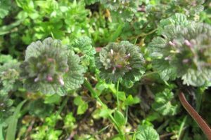 16 Types of Weeds in Virginia (with Pictures) - Home Cadet