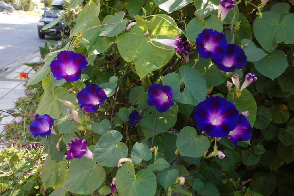 15 Different Types of Weeds Found in Colorado - Home Cadet
