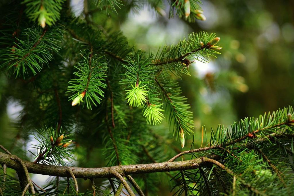 Can You Grow a Tree From a Christmas Tree Branch? - Home Cadet