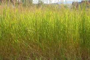 25 Types of Lawn Weeds in the U.S. (Pictures) - Home Cadet