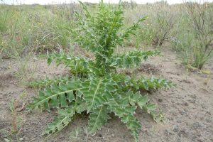 15 Common Types of Weeds in New Mexico - Home Cadet