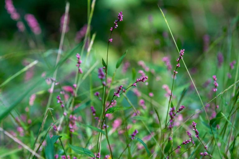 20 Types of Common Weeds in Michigan - Home Cadet