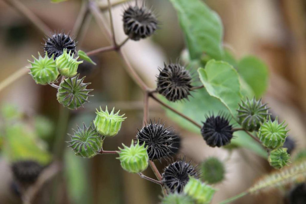 20 Types of Common Weeds in Michigan - Home Cadet