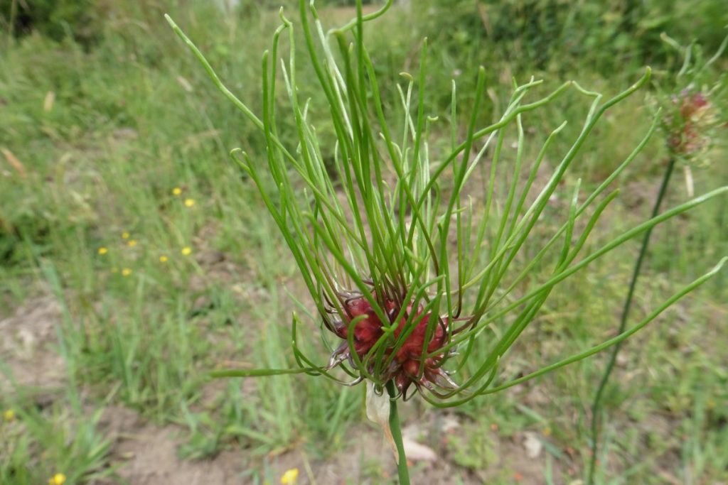 16 Types of Weeds in Virginia (with Pictures) - Home Cadet