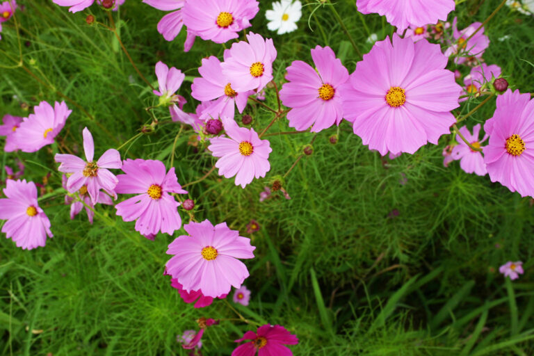 How to Make a Hummingbird Garden (Small Raised Bed) - Home Cadet