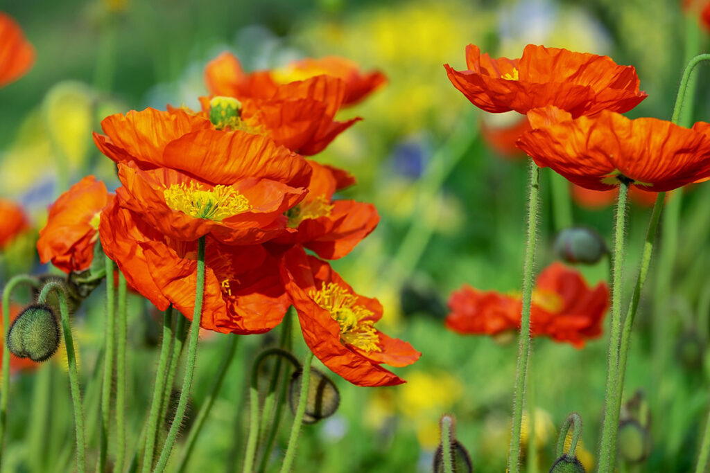 12 Red Flowers That Bloom in Spring - Home Cadet