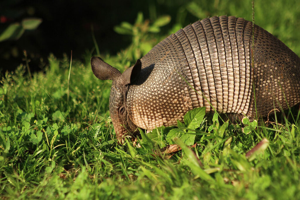 11 Examples of Animals That Dig Holes in People's Yards - Home Cadet