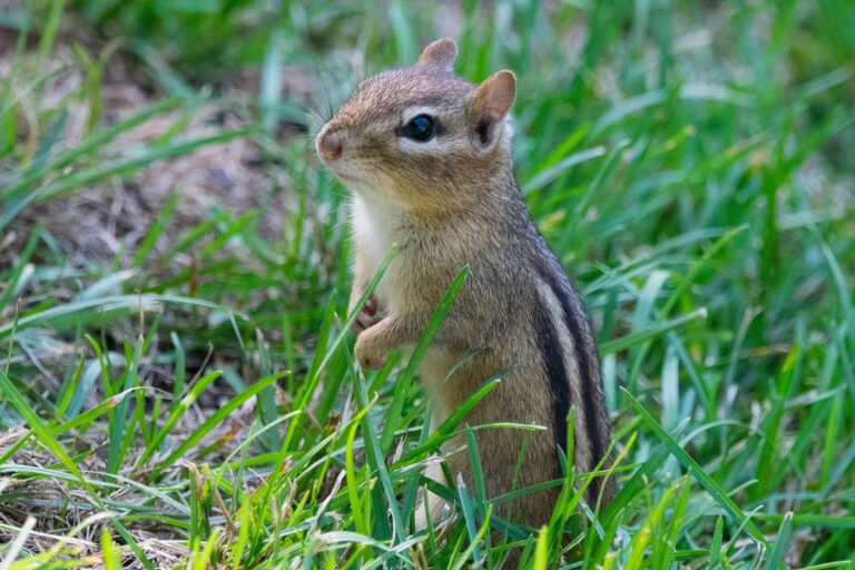 11 Examples of Animals That Dig Holes in People's Yards - Home Cadet