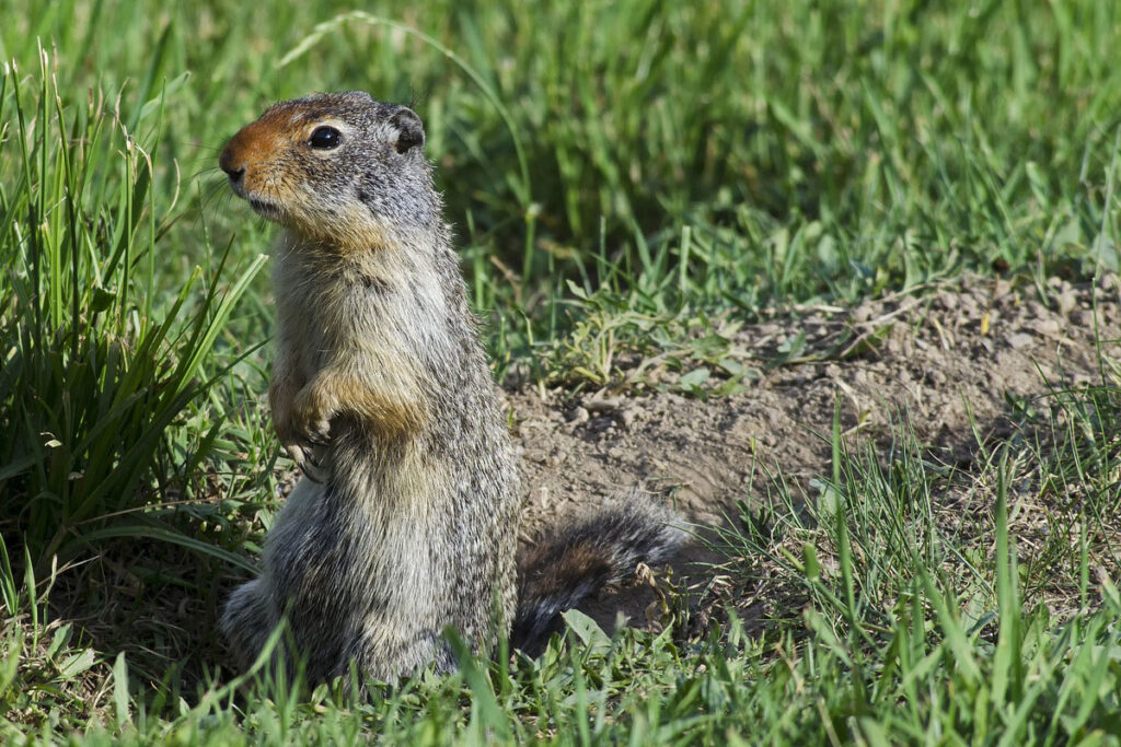 11 Examples of Animals That Dig Holes in People's Yards - Home Cadet