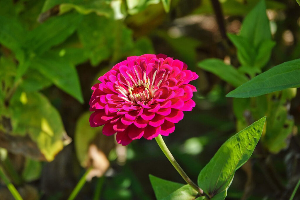 7 Zinnia Varieties to Plant in Your Garden - Home Cadet