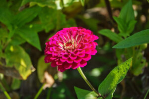 7 Zinnia Varieties to Plant in Your Garden - Home Cadet