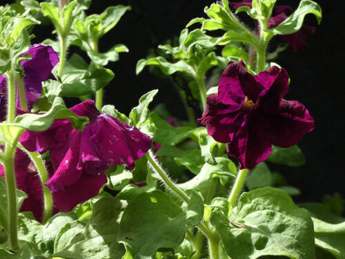 25 Petunia Varieties to Liven Up Your Flowerbed - Home Cadet