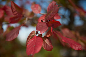Early Fall Foliage: Trees That Change First in the U.S. - Home Cadet