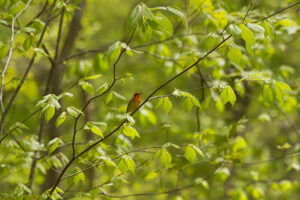 Early Fall Foliage: Trees That Change First in the U.S. - Home Cadet