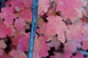 Early Fall Foliage: Trees That Change First in the U.S. - Home Cadet