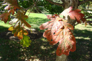 Early Fall Foliage: Trees That Change First in the U.S. - Home Cadet