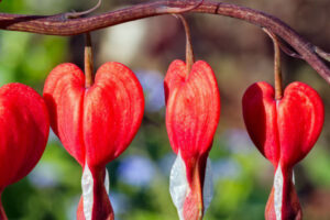 12 Red Flowers That Bloom in Spring - Home Cadet