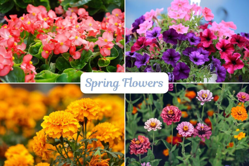 14 Spring Flowers to Plant That Will Impress Your Neighbors - Home Cadet