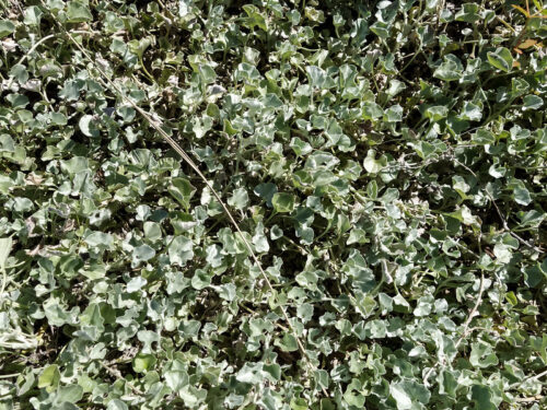 Best Ground Cover Plants for Full Sun (15 Options) - Home Cadet