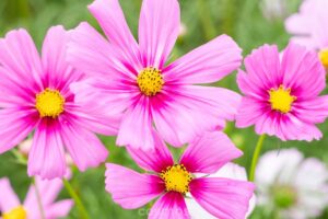 How to Grow Cosmos in Pots (7 Tips) - Home Cadet