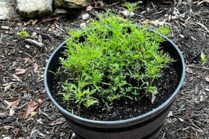 How to Grow Cosmos in Pots (7 Tips) - Home Cadet
