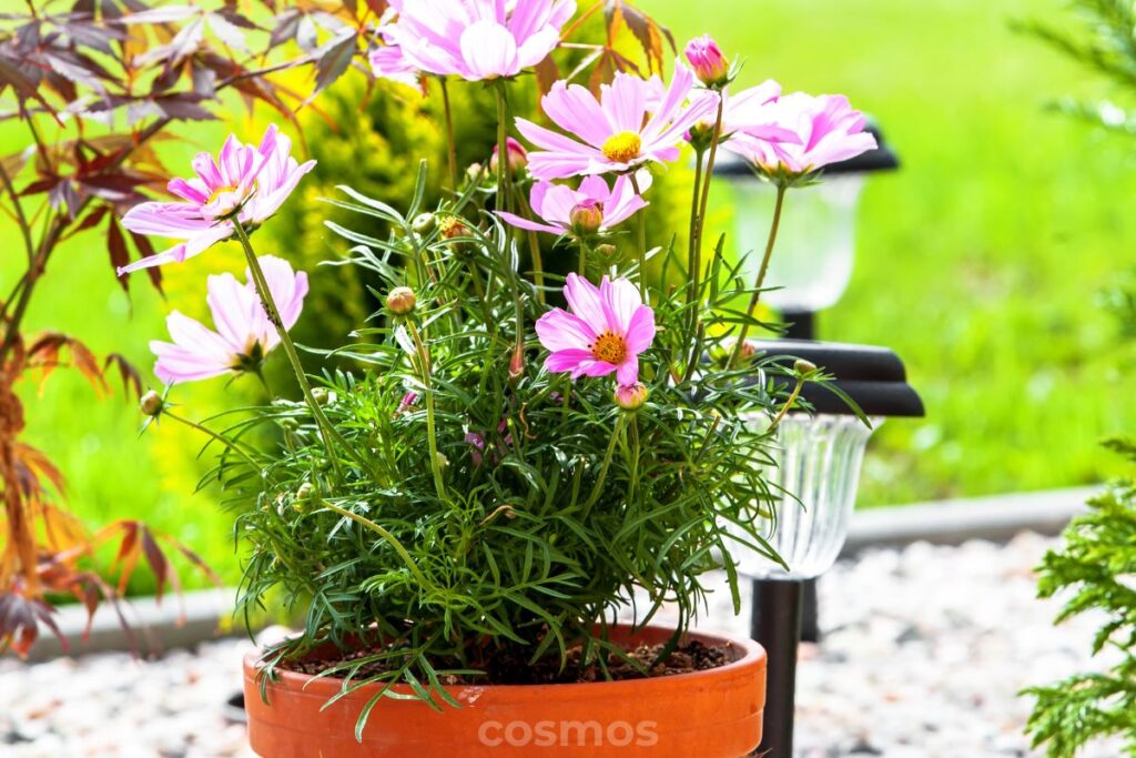 How to Grow Cosmos in Pots (7 Tips) - Home Cadet