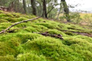 15 of the Best Ground Cover Plants for Shade - Home Cadet