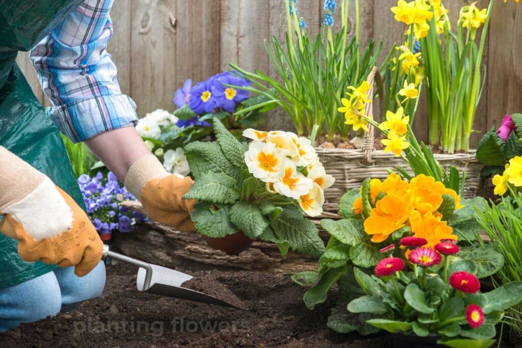 How Far Apart to Plant Flowers (With Spacing Chart) - Home Cadet
